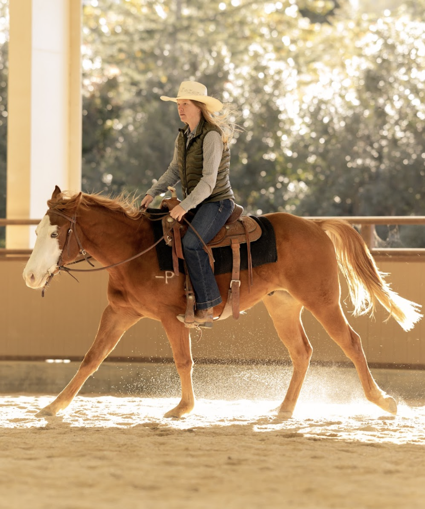 CP Lopin Machine (Arlo) - Performance Horse Sales - Cal Poly, San Luis Obispo